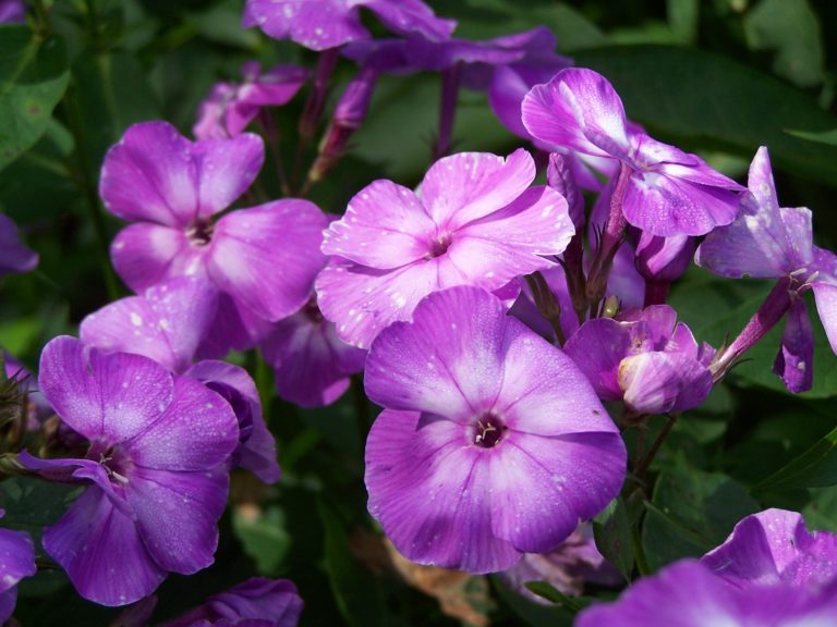 Phlox 'Laura' - Perennial Pleasures Nursery, Phlox Specialists