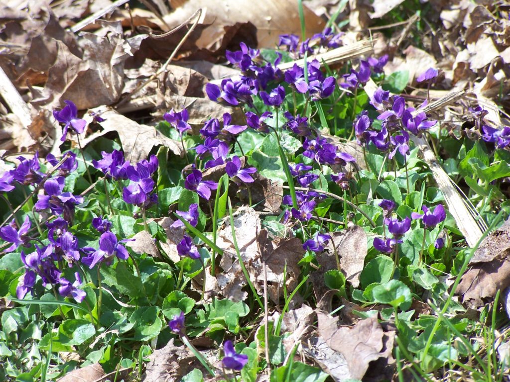 Sweet Violet - Perennial Pleasures Nursery, Phlox Specialists