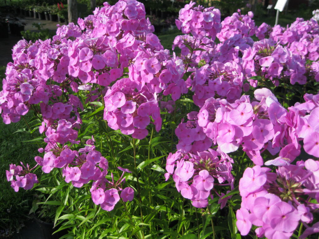 Phlox 'Sir Malcolm Campbell' - Perennial Pleasures Nursery, Phlox ...